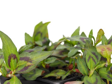 Vietnamese Water Mint Polygonium Odoratum Pot With Floating Ring We