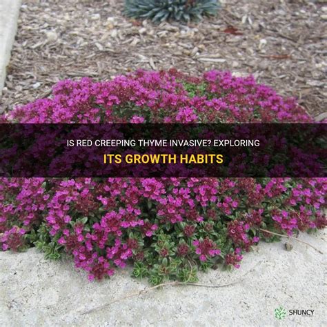 Is Red Creeping Thyme Invasive Exploring Its Growth Habits Shuncy