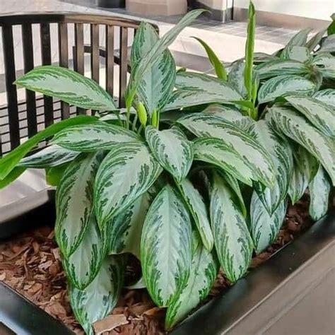 10 Easiest To Grow Houseplants Without Requiring Much