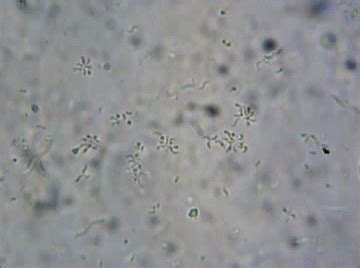 Unit Microorganisms SCIENCE YEAR
