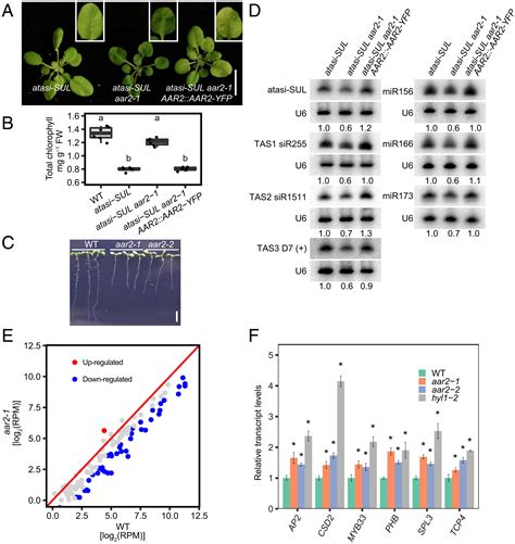 Arabidopsis Aar2 A Conserved Splicing Factor In Eukaryotes Acts In