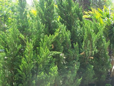 Juniperus Chinensis Kaizuka Torulosa Hollywood Juniper From Plant