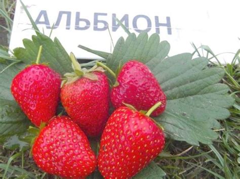 Клубника альбион: описание ремонтантного сорта, выращивание и уход
