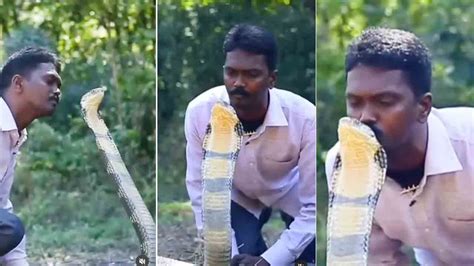 King Cobra దేవుడా ఏకంగా కింగ్‌ కోబ్రానే ముద్దాడాడుగా Namasthe