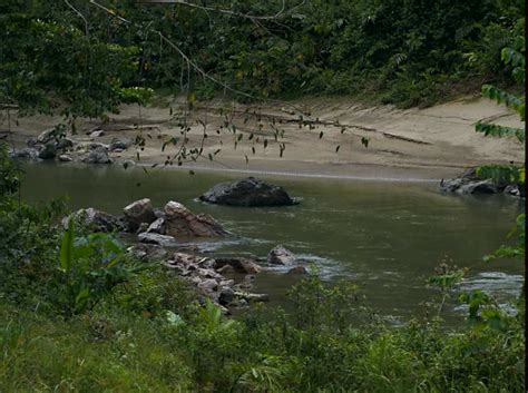 Birding In Borneo