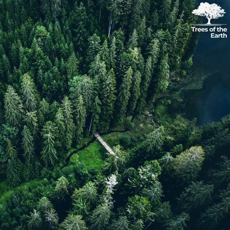 🌱 Support Trees Of The Earth Today In 2024 Trees To Plant Earth