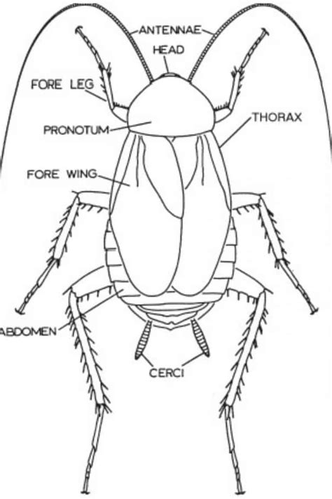 Cockroach Repellent Circuit Diagram Morphology And Anatomy O