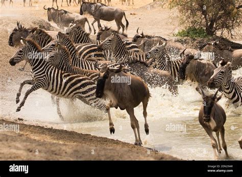 Plains Or Common Zebra A Group Running Across Mara Kenya Africa Stock