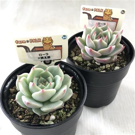 多肉植物 Plkエケベリア ローラ×桃太郎 多肉植物 パルクさん苗 送料無料 エケベリア 6cmポット Z230206007 フラワー