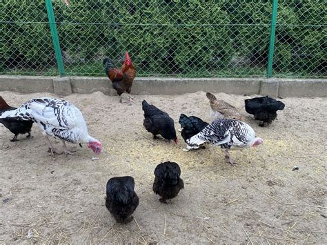 Jaja lęgowe silki brahmy maransow indyków Matysówka OLX pl