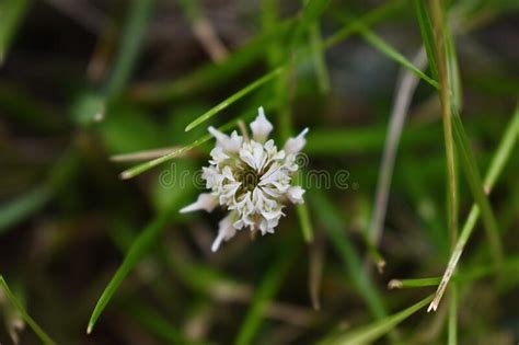 Snowflake Fairy Flower Stock Image Image Of Blossom 255249459 Snowflake Fairy Flower Stock Image Image Of Blossom 255249459