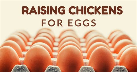 Raising Chickens For Eggs Backyard Chickens Learn How To Raise Chickens