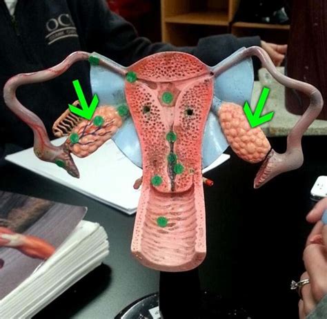 PSIO LAB 202 REPRODUCTIVE SYSTEM Flashcards Quizlet