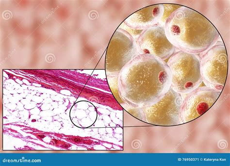 Fat Cells Micrograph And 3d Illustration Stock Image Image Of