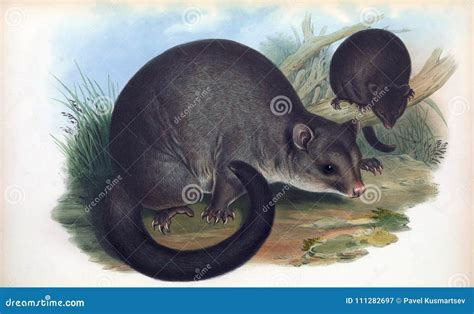 Spotted Cuscus Spilocuscus Maculatus Royalty Free Illustration