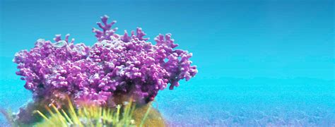 What is Aquamin™? – Laird Superfood