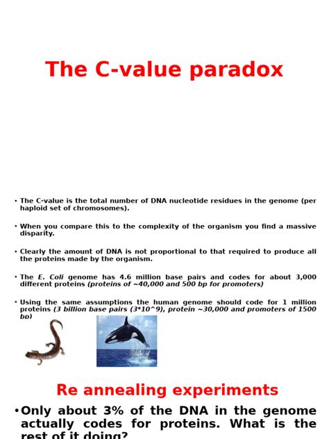 The C Value Paradox Pdf Gene Promoter Genetics