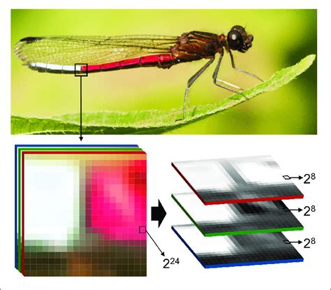 The Structure Of Digital Images Two Dimensional Raster Images As