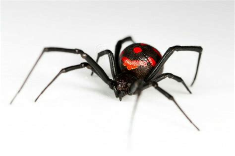 Cómo Evitar La Presencia De La Araña Viuda Negra En Casa Infobae