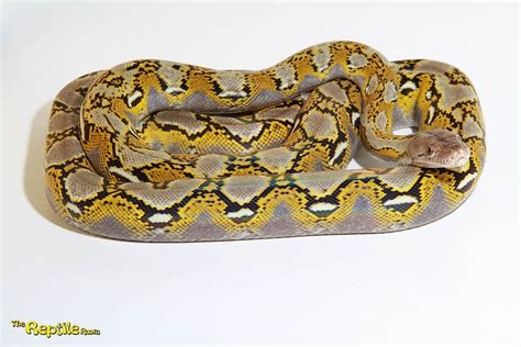 Female Platinum Het Anthrax Mainland Reticulated Python Cb14