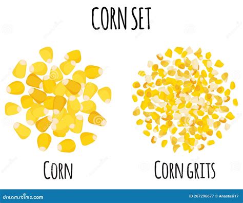 Corn Set With Grain And Grits Stock Vector Illustration Of Recipe Sprout 267296677