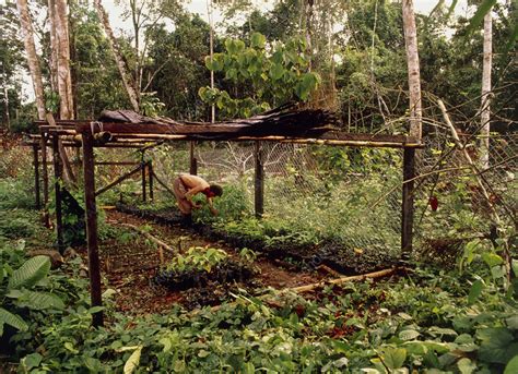 Experimental Tree Nursery In Ecuador Stock Image E Science Photo Library