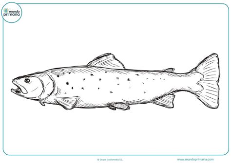 Dibujos De Pescado Para Colorear Mundo Primaria