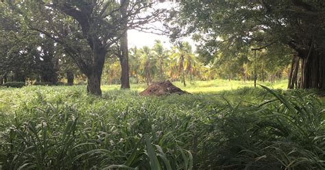 Peacock Flats And Three Corners Waialua Hawaii