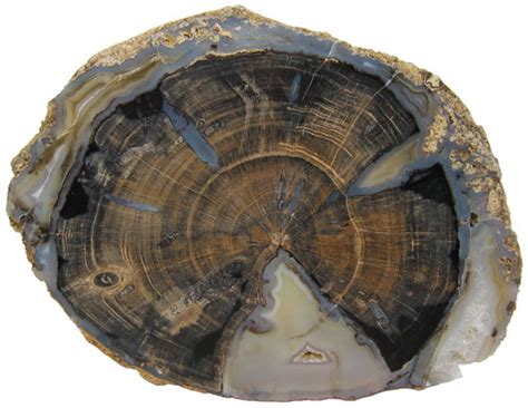 Fossil Friday There Are Many Different Kinds Of Fossils Part 4