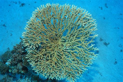 Protecting Scleractinia A Key To Coral Reef Survival Cgtn