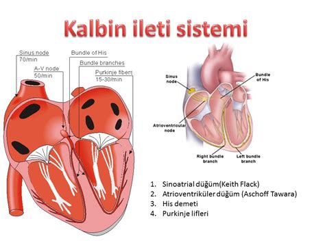 Dolaşım Sistemi Anatomisi İstanbul Elcerrahisi