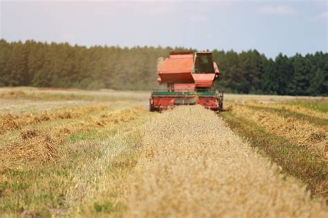 여름에 곡물을 모으는 밭을 통해 수확기를 결합하십시오 초기 곡물과 겨울 밀의 수확 농업 기계는 밀을 모으는 카메라로 이동합니다 유기농 밀 재배 0명에 대한 스톡 사진 및