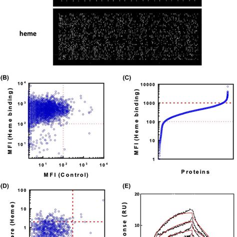 Protein Microarray Analyses Of Binding Of Heme To 9000 Human Proteins Download Scientific