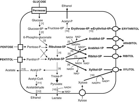 Proposed Pathways For Pentitols And Erythritol Production In Engineered Download Scientific
