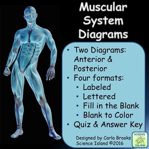 Muscular System Labeling Quiz