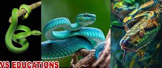 Types Of Snake Venom With Examples How Do These Venom Affect The Human