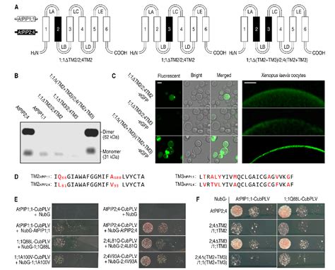 Figure 3 From Transmembrane Helices 2 And 3 Determine The Localization