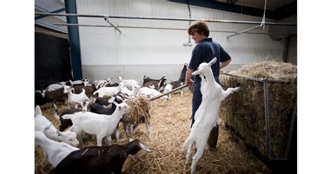 Предлагат задължително здравно осигуряване за стопанските животни Български Фермер