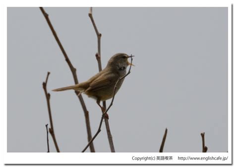 ウグイス1 野鳥生きもの 自然探訪と野鳥小動物