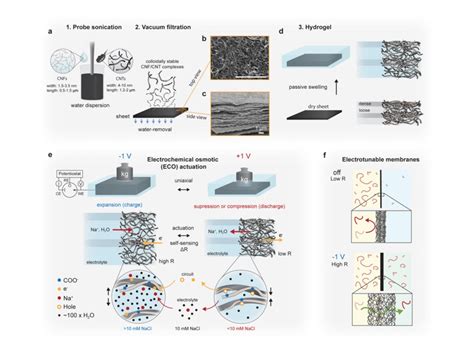 Electrochemically Controlled Hydrogels With Electrotunable Permeability And Uniaxial Actuation