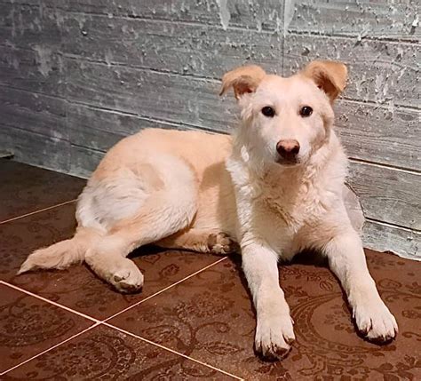 Щенок девочка Лиза в добрые руки Москва и МО 22 05 23 00 27 Пикабу