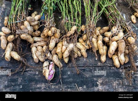 The Peanut Arachis Hypogaea Also Known As The Groundnut Organic Harvest Freshly Harvested