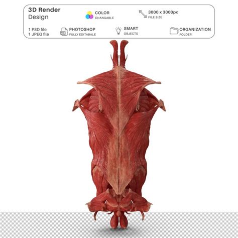 Anatomia układu mięśniowego ludzkiego tułowia 3D modelowanie pliku PSD