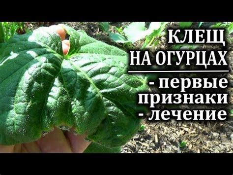 Клещ на огурцах Посмотрите первые признаки, узнайте чем лечить огурцы ...