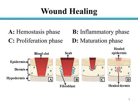 Antimicrobial Activity Of Electrospun Polylactic Acid Nanofiber Composites Presentation By