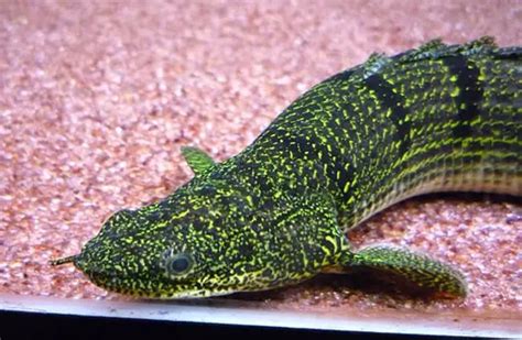 Bichir Description Habitat Image Diet And Interesting Facts