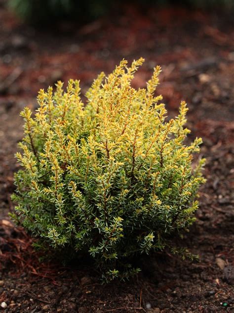 Juniperus Communis Swanborough Gold Common Juniper