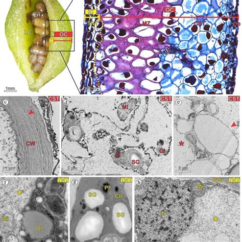Mature Globoid Bivalve Shaped Galls With Lopesia Sp Larva Download Scientific Diagram