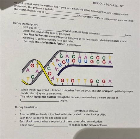 Solved BIOLOGY DEPARTMENT As DNA Cannot Leave The Nucleus Chegg Com