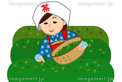 茶摘みのイラスト素材ベクター画像 イメージマート imagemart